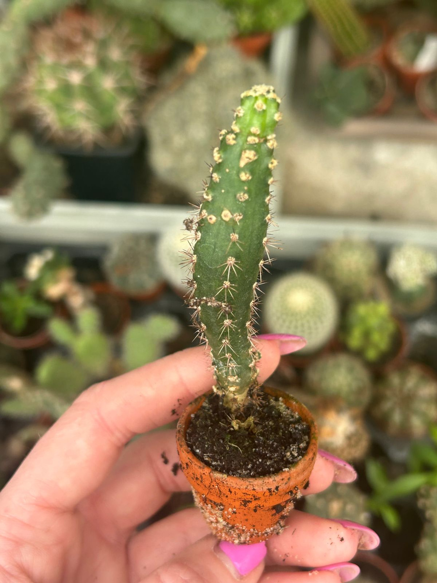 Eriocereus jusbertii 'Monstruosa' | Cactuses \ Eriocereus | Kaktusy ...