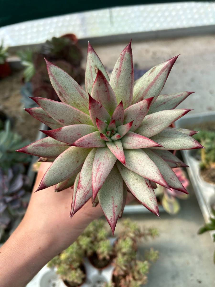 Echeveria agavoides 'Leopard' | Succulents \ Echeveria | Kaktusy ...