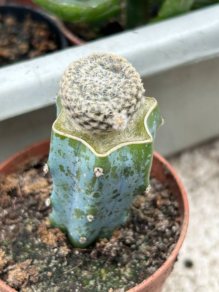 Puna clavarioides | Cactuses \ Puna | Kaktusy, sukulenty i inne rośliny ...