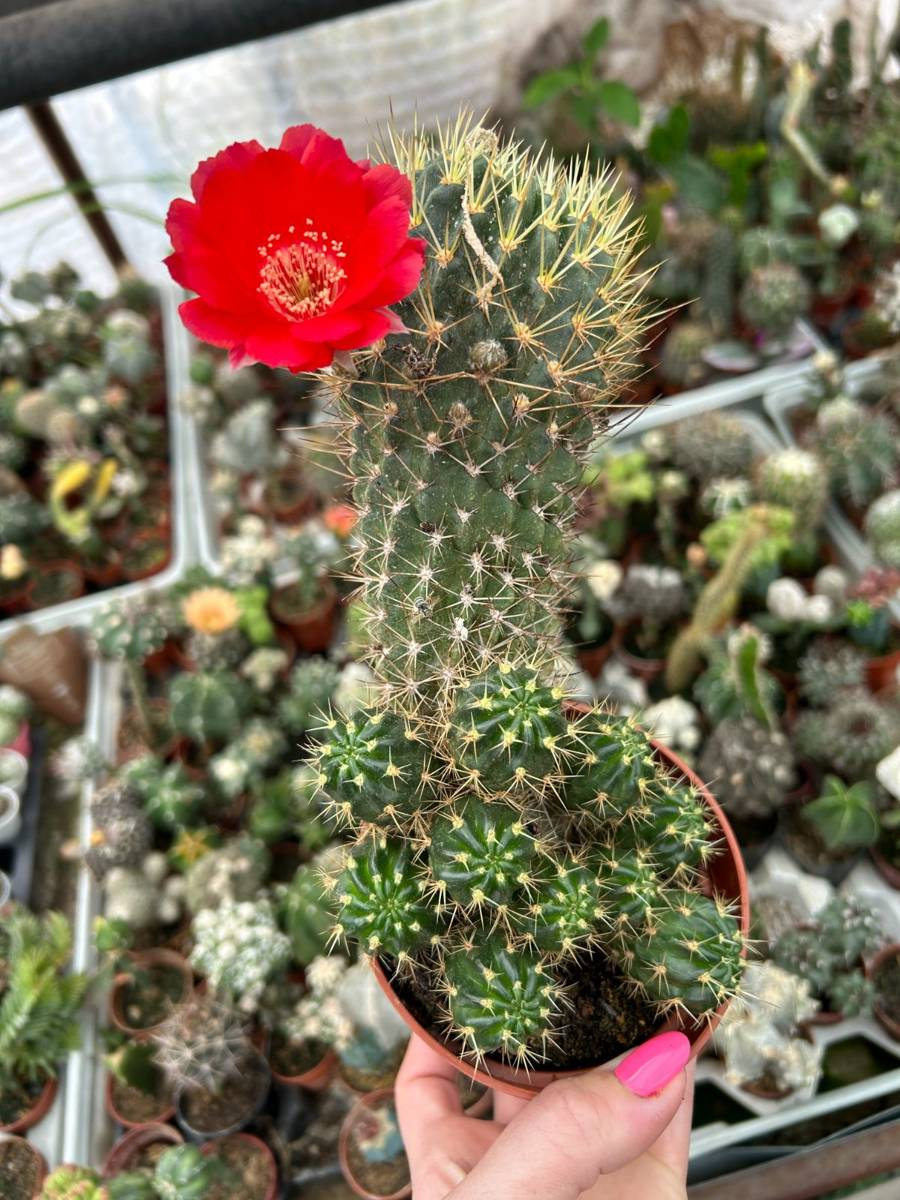 Lobivia cinnabarina v. walterspielii | Cactuses \ Lobivia | Kaktusy ...