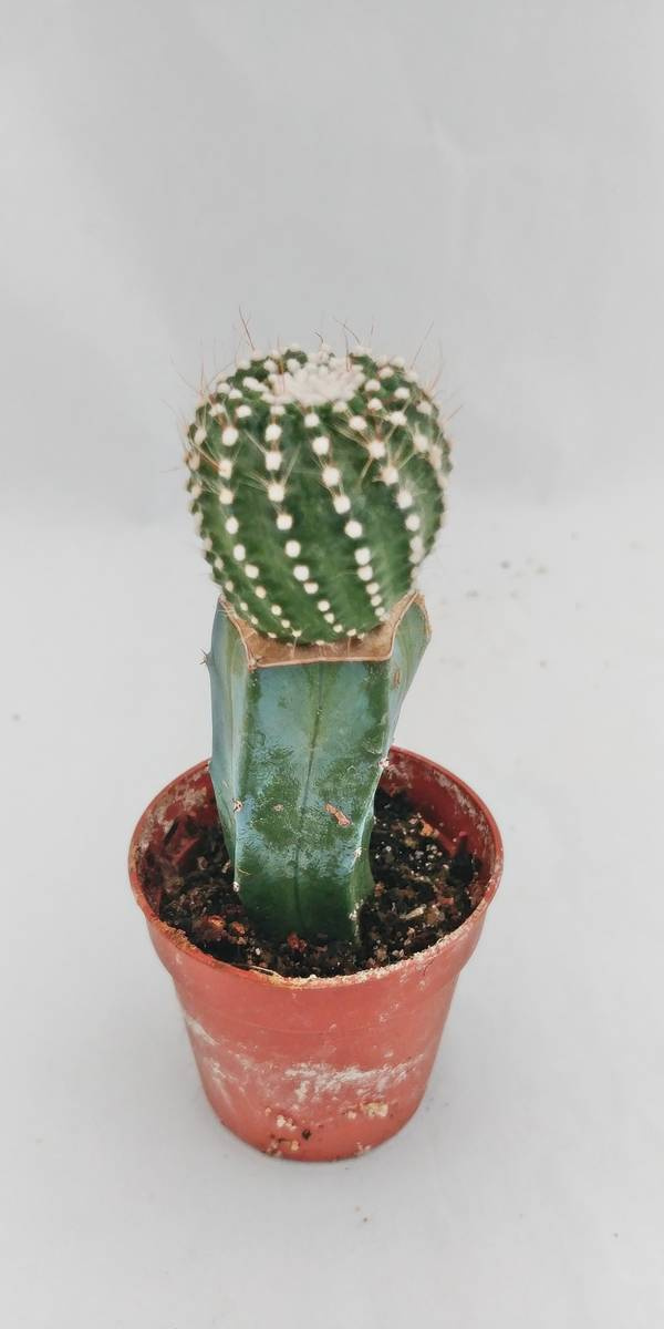 Notocactus scopa 'Inermis Albispina' | Mutants \ Notocactus | Kaktusy ...
