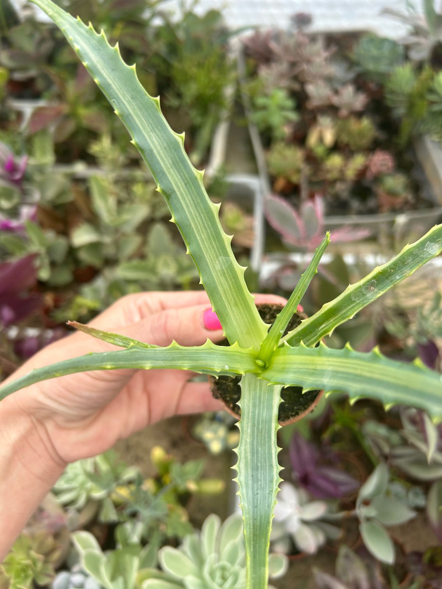 Aloe arborescens 'Variegata' | Succulents \ Aloe | Kaktusy, sukulenty i inne rośliny - CandyCacti