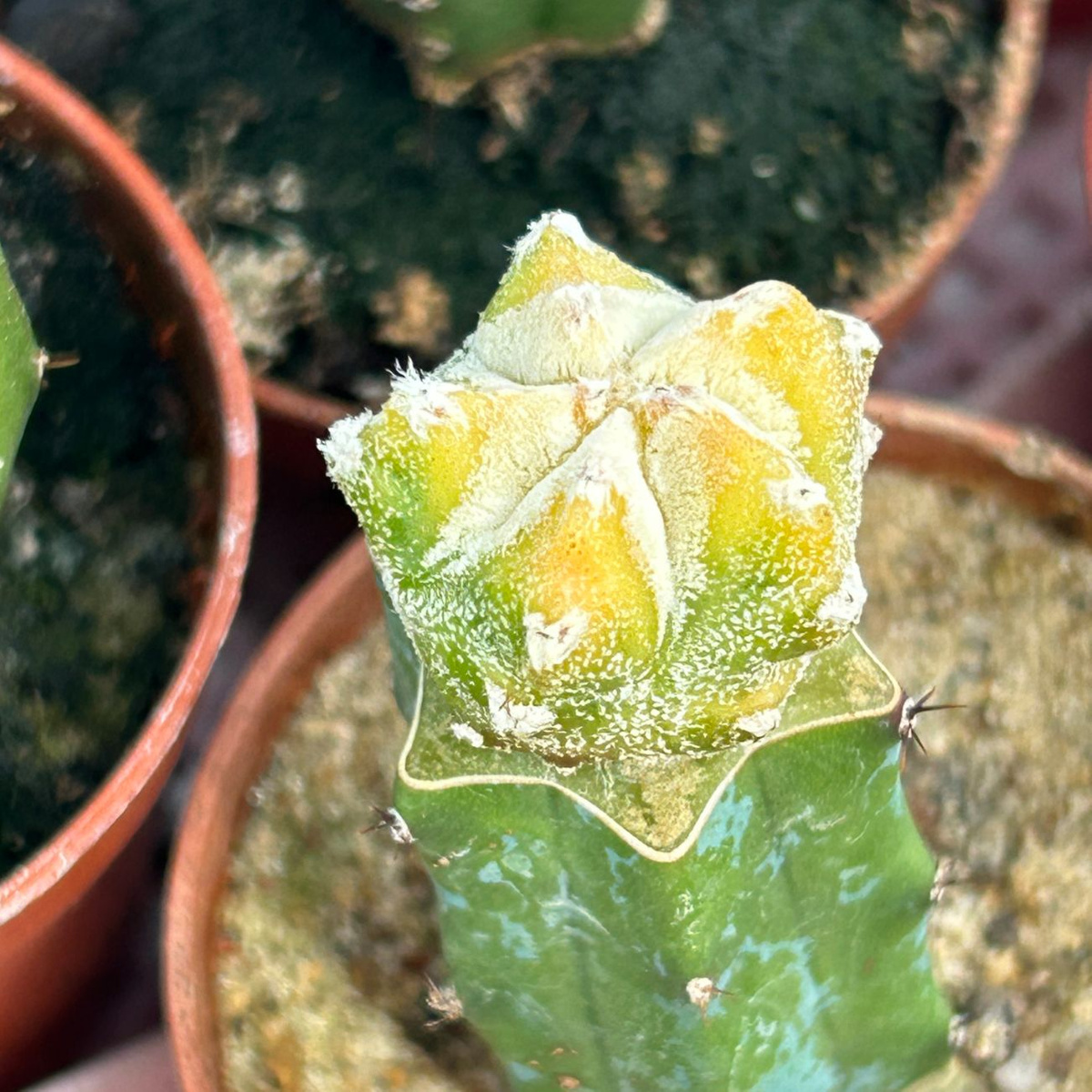 Astrophytum myriostigma 'Variegata Hakuun' | Mutants \ Astrophytum ...
