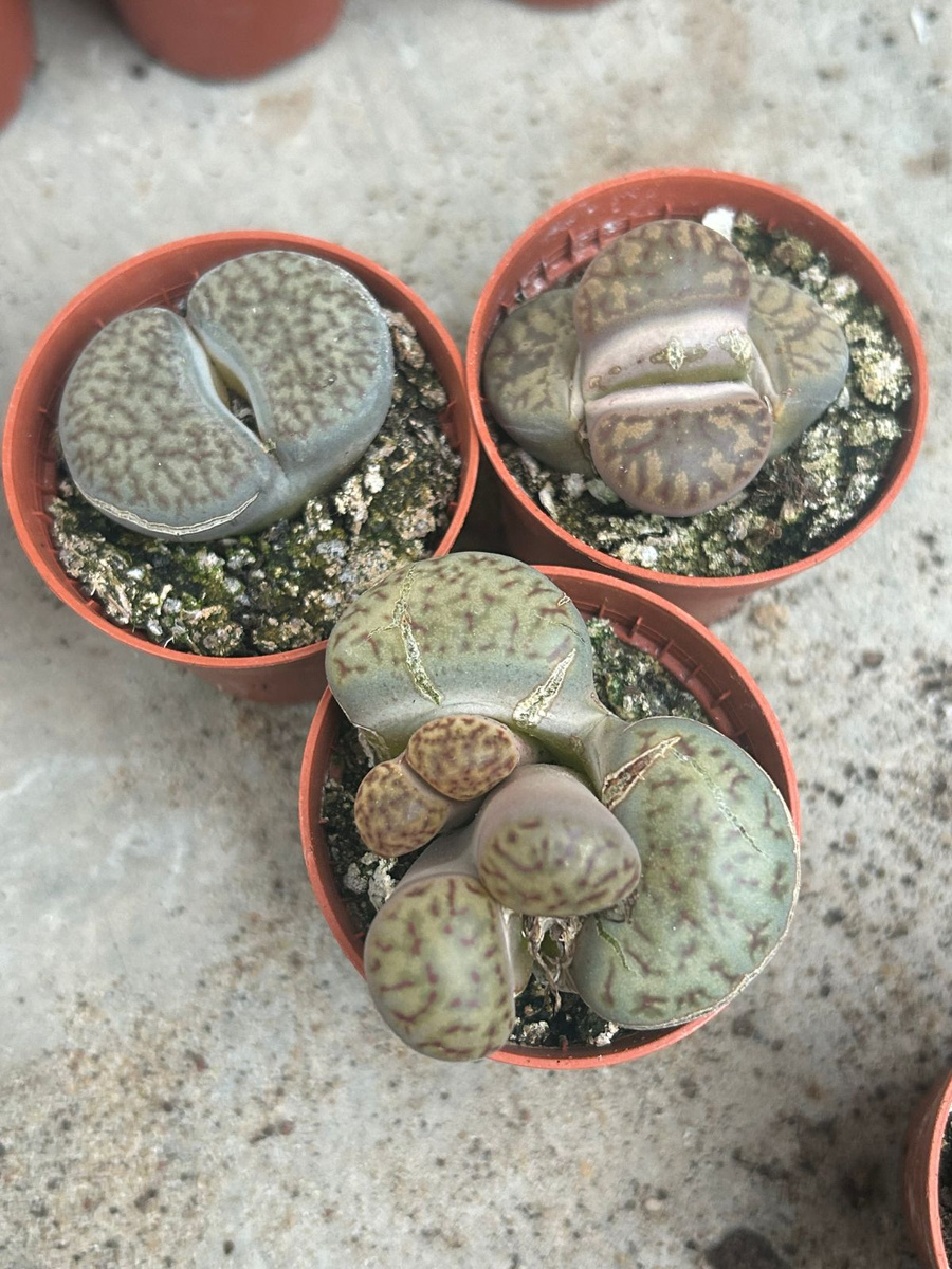 LITHOPS żywe kamienie MIX | Sukulenty \ Lithops Chętnie Zakwitające | Kaktusy, sukulenty i inne ...