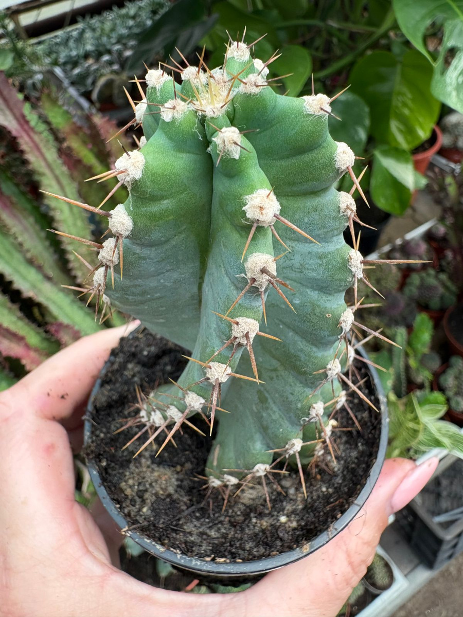 Cereus peruvianus 'Spiralis' | Cactuses \ Cereus | Kaktusy, sukulenty i inne rośliny - CandyCacti