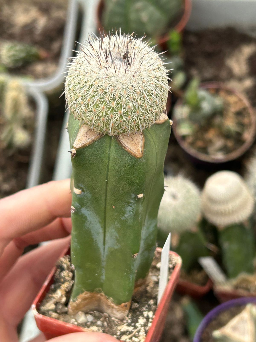 Epithelantha unguispina Grutas Garcia Nuevo Leon, Mex. MK134.42 ...