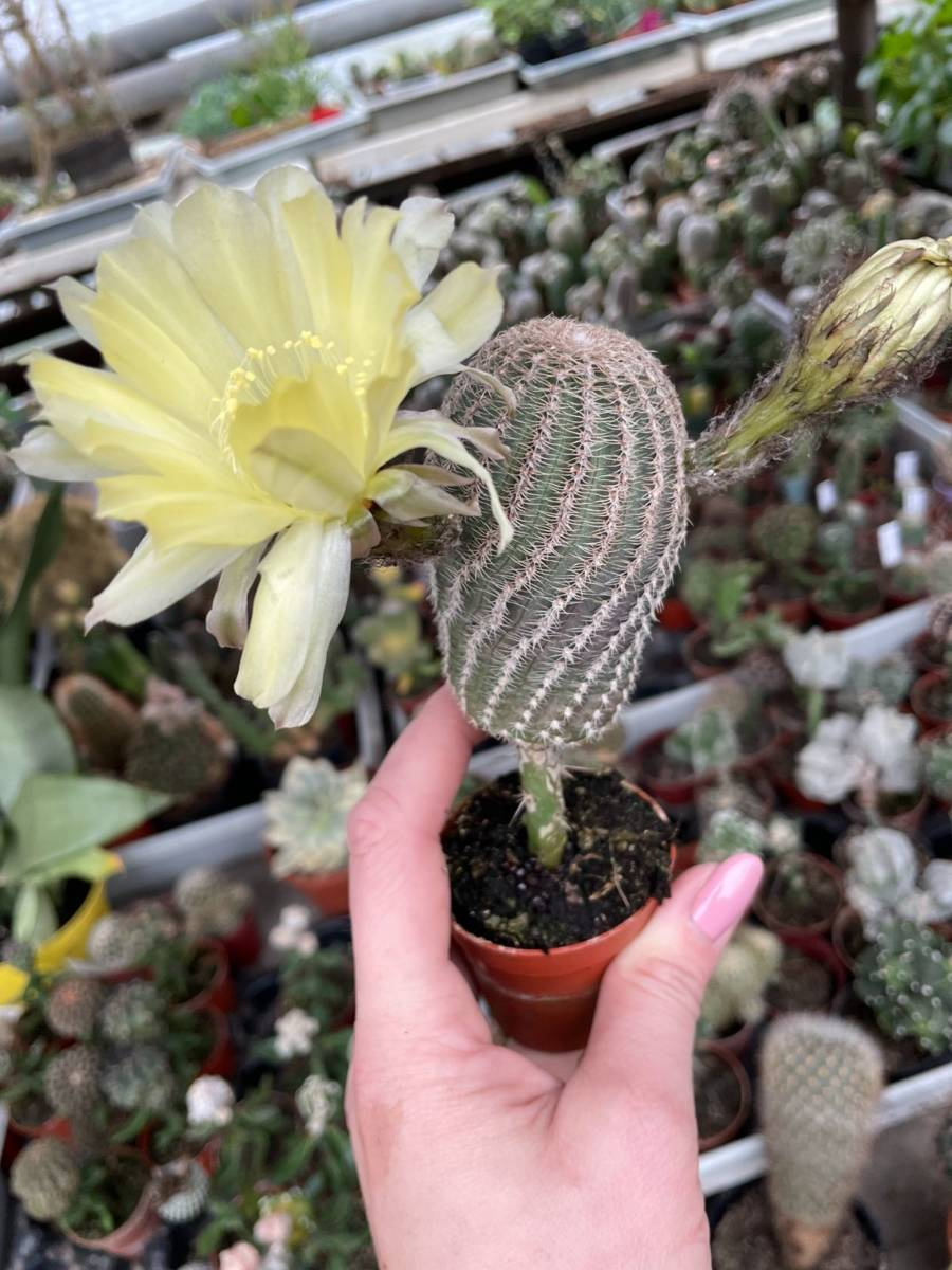 Lobivia albolanata | Cactuses \ Lobivia Maxi blooming | Kaktusy ...
