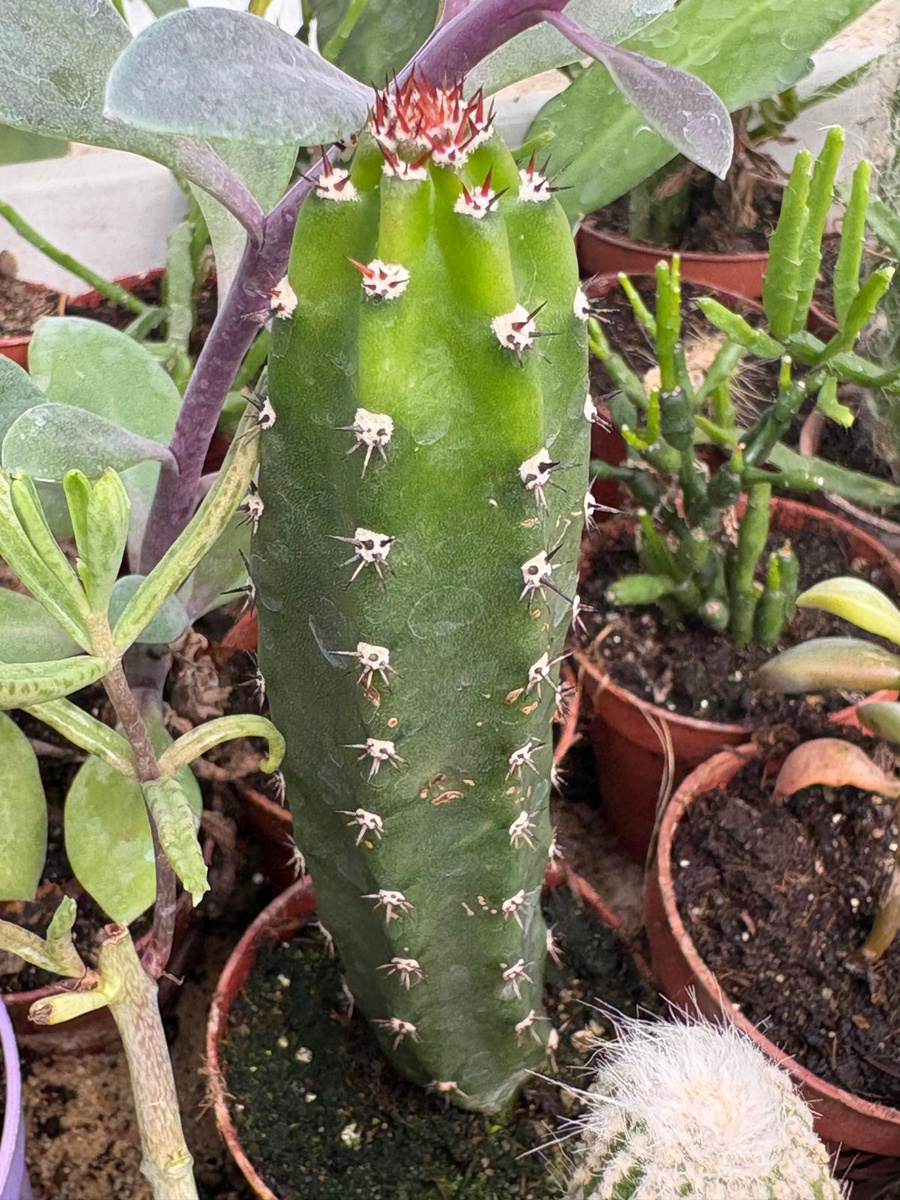 Eriocereus jusbertii | Cactuses \ Eriocereus | Kaktusy, sukulenty i ...