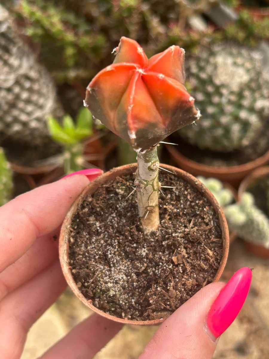 Astrophytum myriostigma 'Variegata' | Cactuses \ Astrophytum Mutants ...