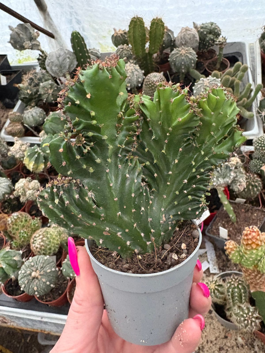 Euphorbia triangularis 'Cristata' | Succulents \ Euphorbia | Kaktusy ...