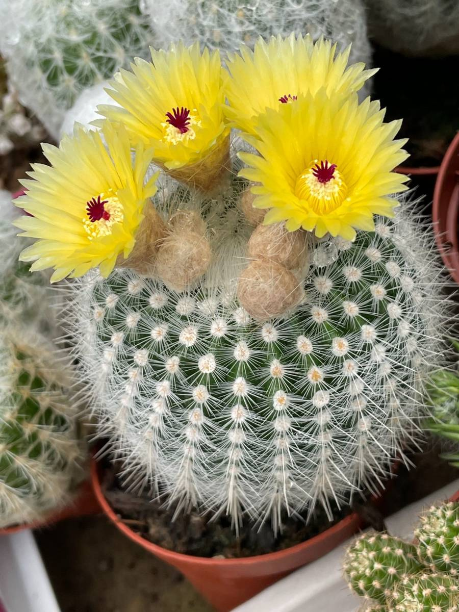 Notocactus scopa 'Albispina' | Cactuses \ Notocactus Maxi blooming ...