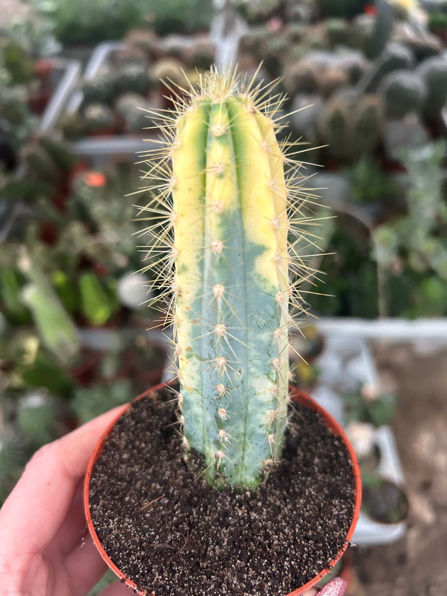 Pilosocereus azureus 'Variegata' | Cactuses \ Pilosocereus | Kaktusy ...