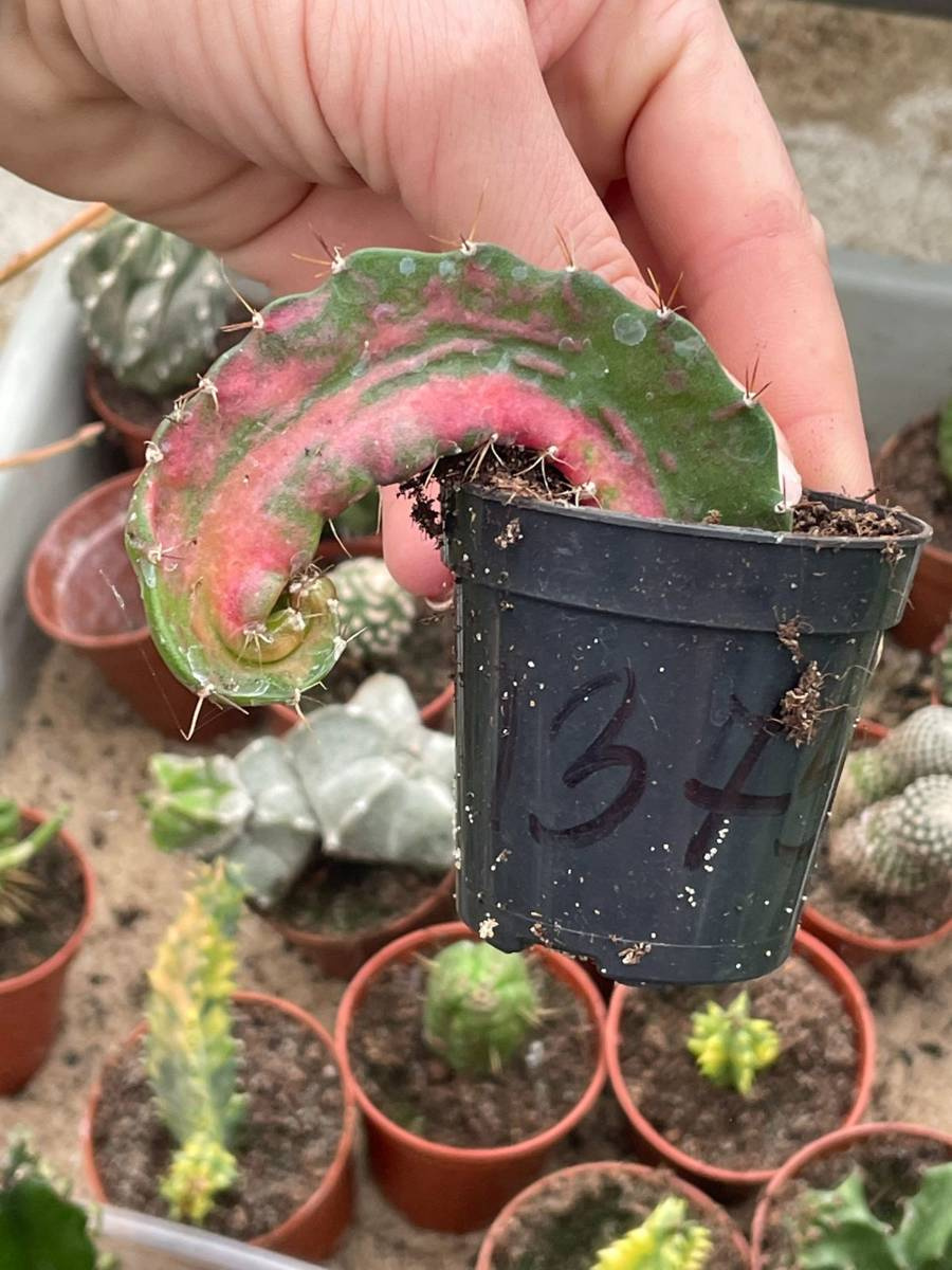 Chimera Hylocalicium 'Variegata' | Mutants \ Chimera | Kaktusy ...