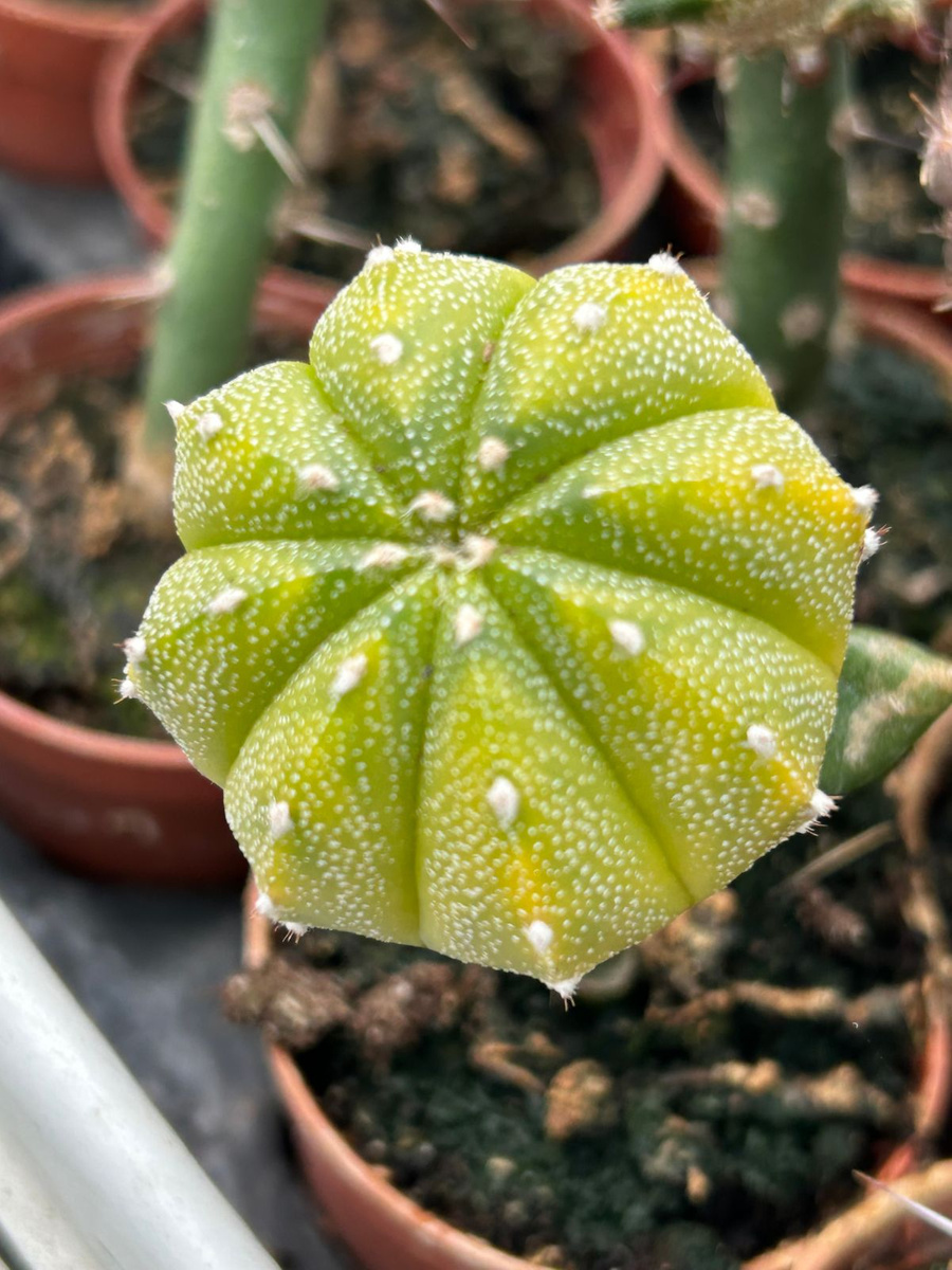 Astrophytum asterias 'Variegata' | Kaktusy \ Astrophytum | Kaktusy ...
