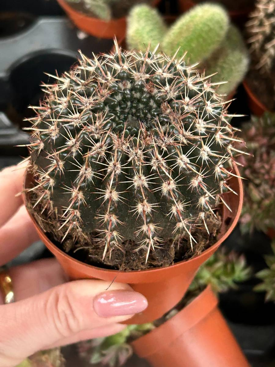 Notocactus mammulosus | Kaktusy \ Notocactus Chętnie Zakwitające ...