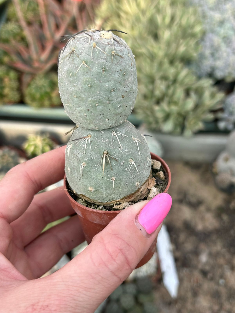 Tephrocactus geometricus | Cactuses \ Tephrocactus | Kaktusy, sukulenty i inne rośliny - CandyCacti