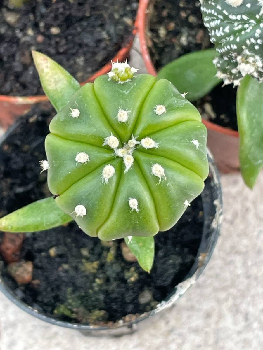 Zestaw 3 różnych Mutantów Astrophytum | Cactuses \ Astrophytum Mutants ...