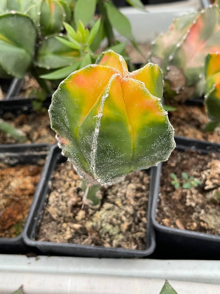 Astrophytum myriostigma 'Variegata' SPECJAL | Cactuses \ Astrophytum ...