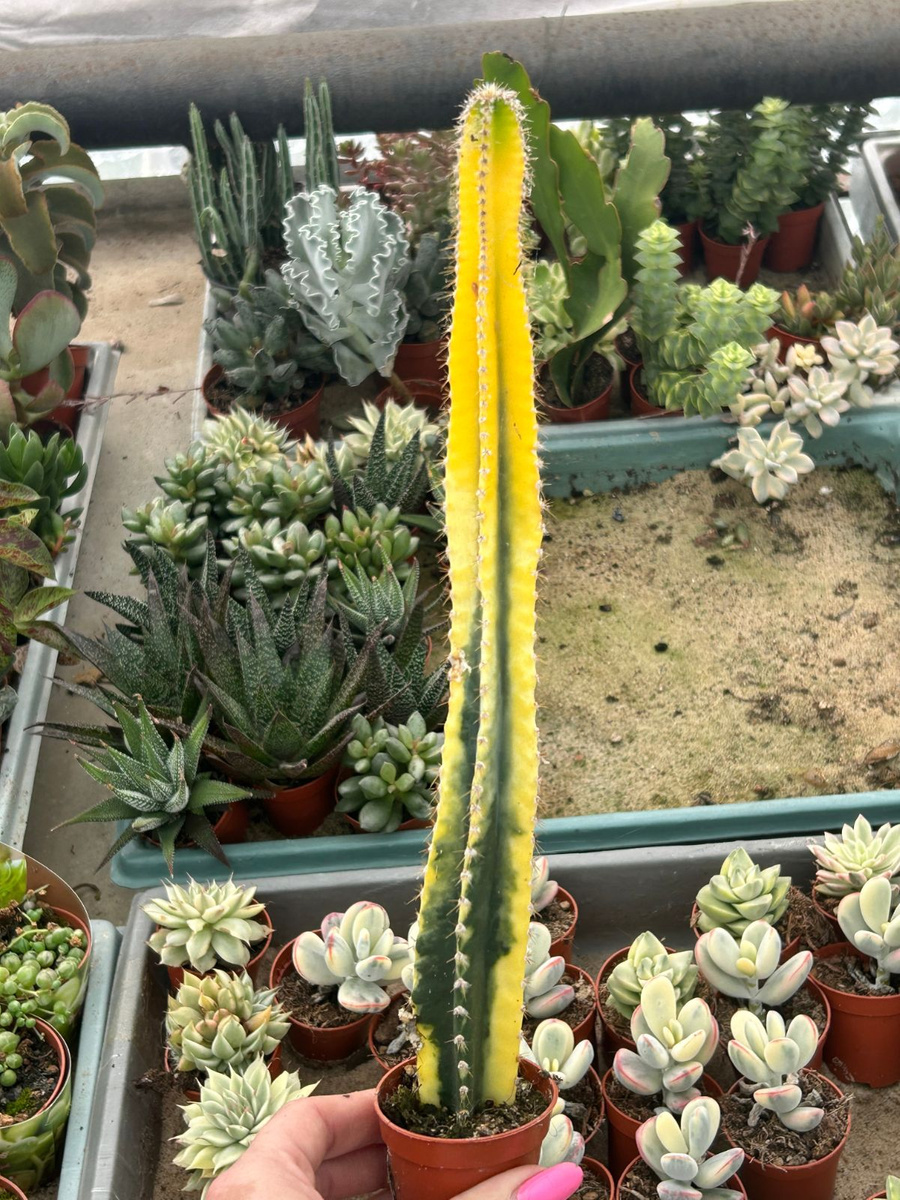 Cereus peruvianus 'Variegata' | Cactuses \ Cereus | Kaktusy, sukulenty ...