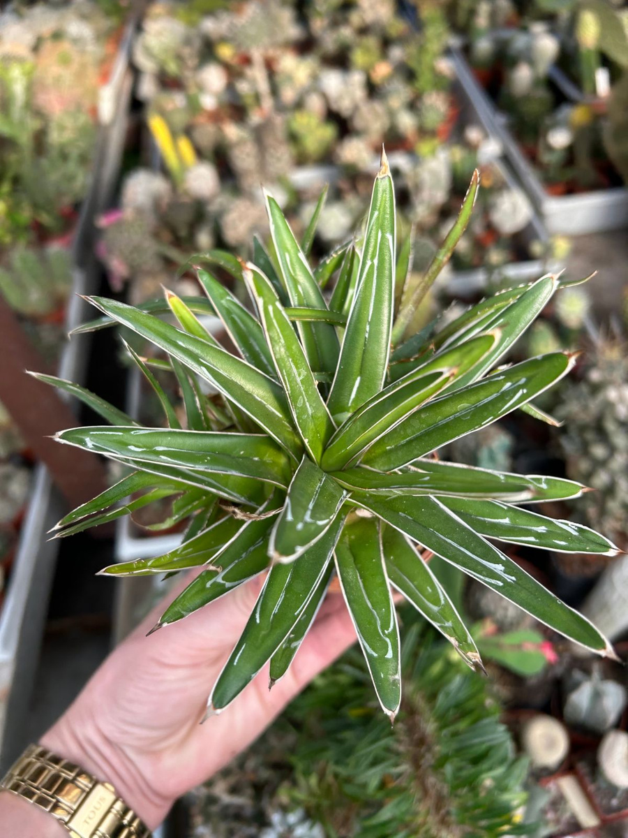 Agave victoriae-reginae | Sukulenty \ Agave | Kaktusy, sukulenty i inne ...