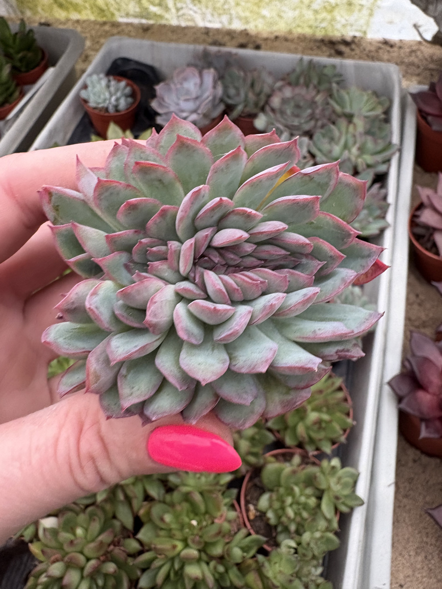 Echeveria orion 'Cristata' | Succulents \ Echeveria | Kaktusy ...