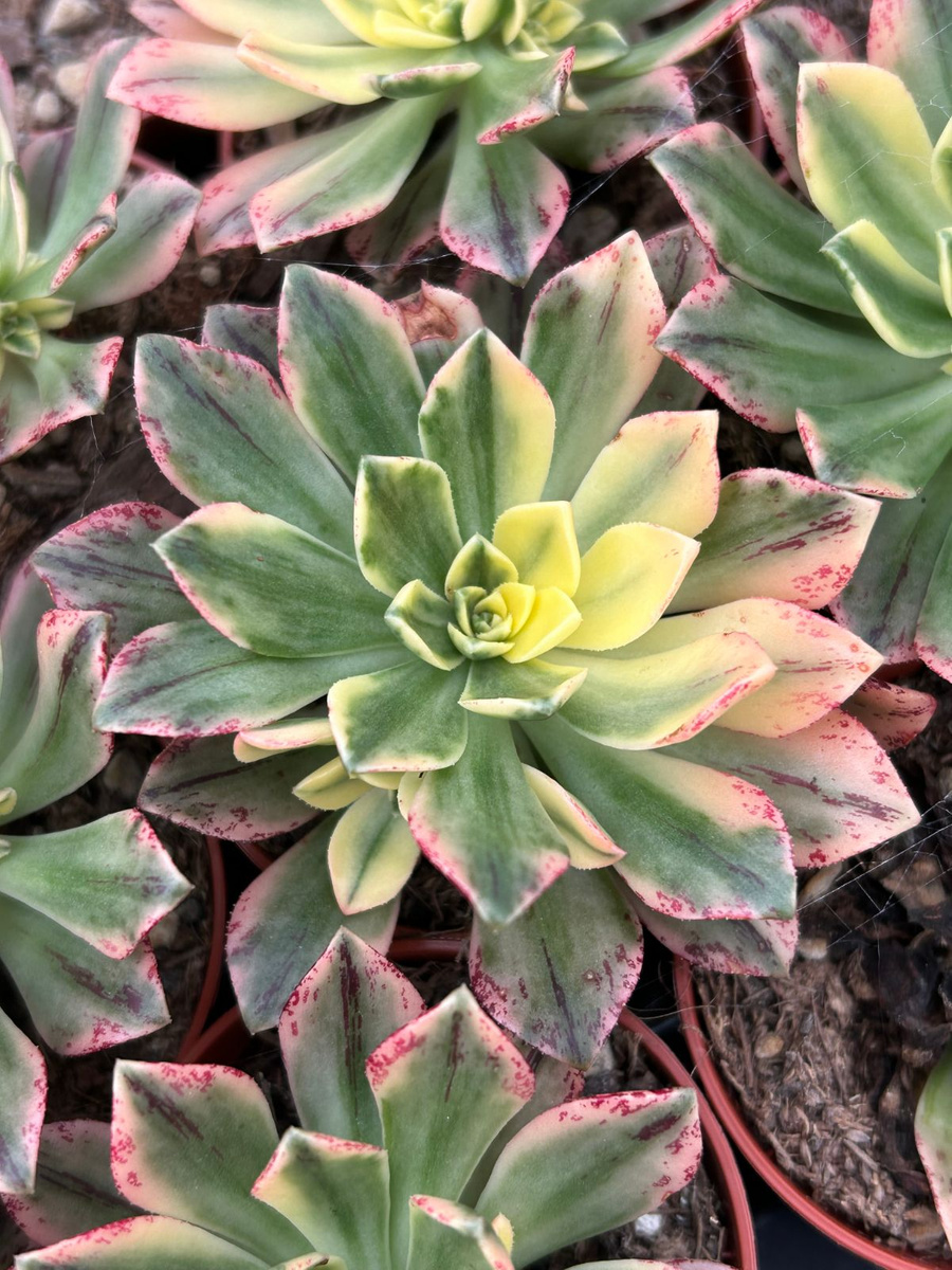 Aeonium Sweet Tea 'Variegata' | Succulents \ Aeonium | Kaktusy ...