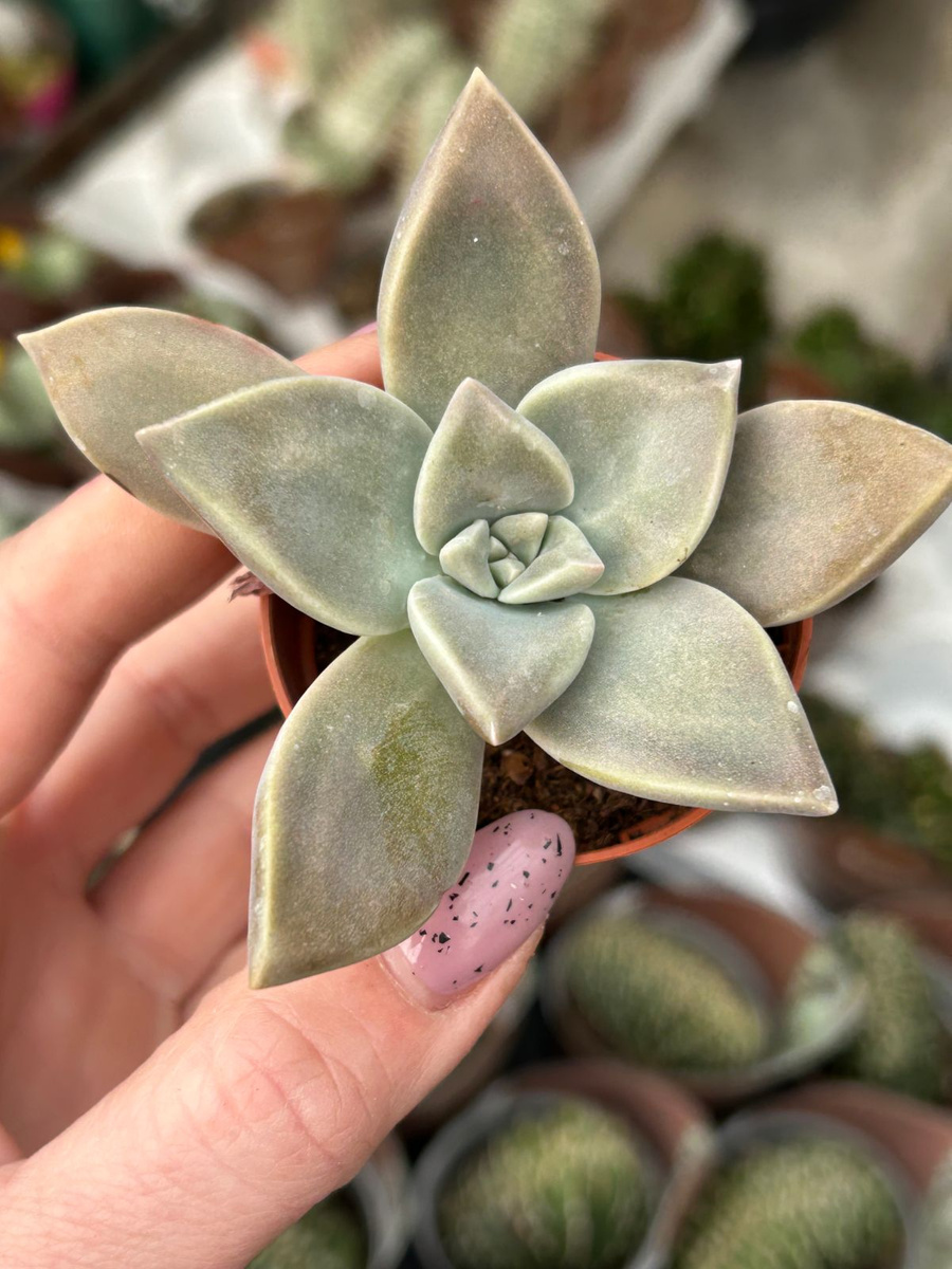 Graptopetalum paraguayense | Succulents \ Graptopetalum | Kaktusy ...