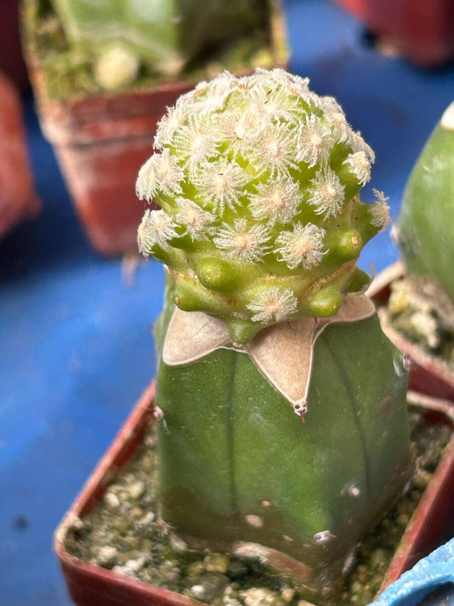 Mammillaria theresae v.albiflora Passo Coneto Durango, Mex. MH60 ...