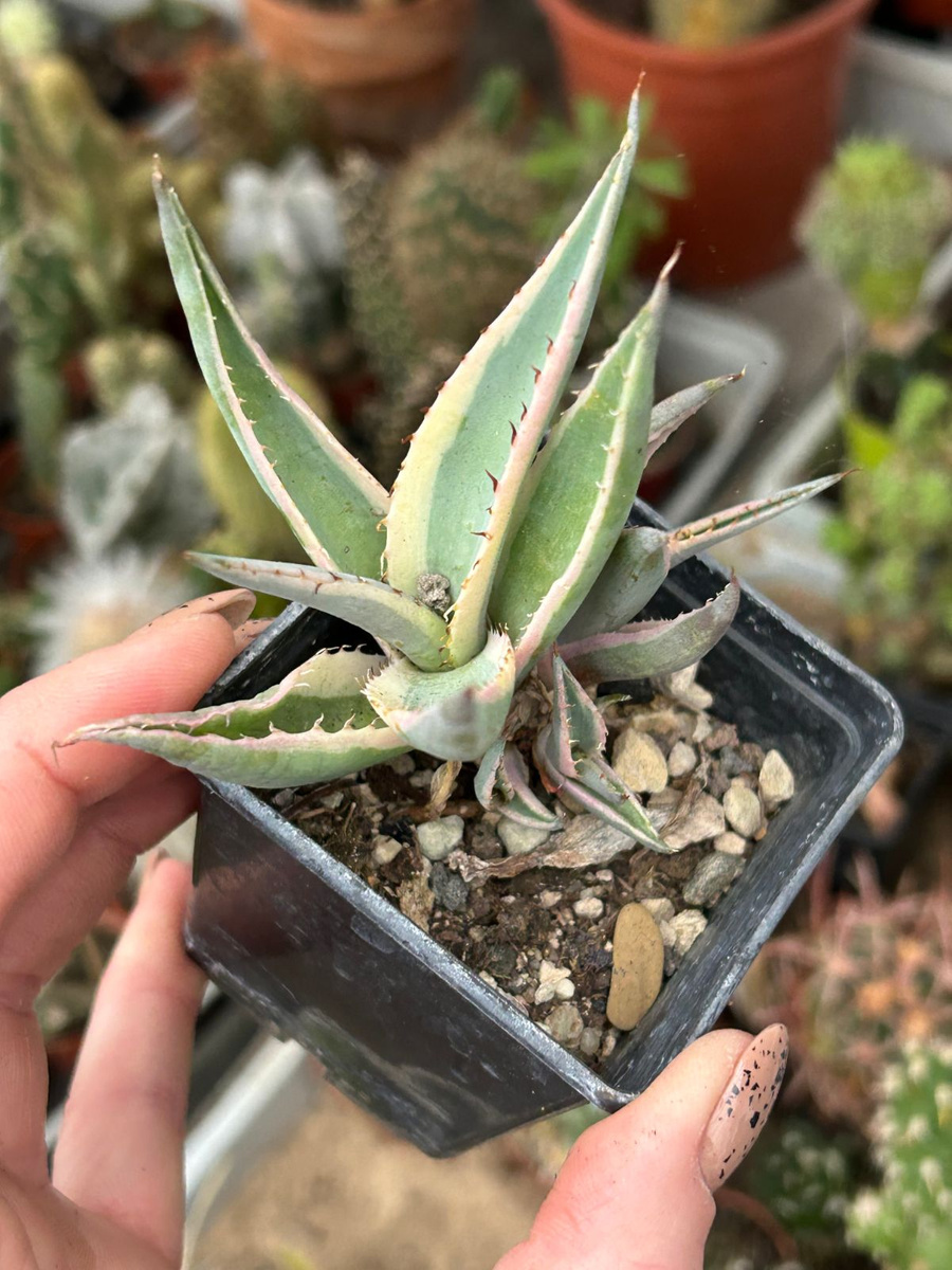 AGAVE GUIENGOLA 'CREME BRULEE' | Succulents \ Agave | Kaktusy ...
