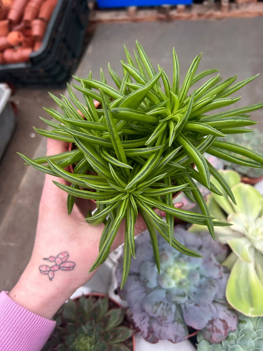 Peperomia ferreyrae 'Happy Bean' | Succulents \ Peperomia | Kaktusy ...