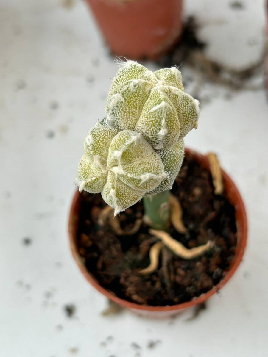 Astrophytum myriostigma 'Variegata Dichotoma' | Cactuses \ Astrophytum ...