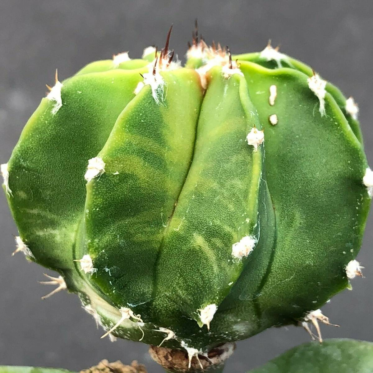 3661. Astrophytum myriostigma 'Variegata' | Cactuses \ Astrophytum ...