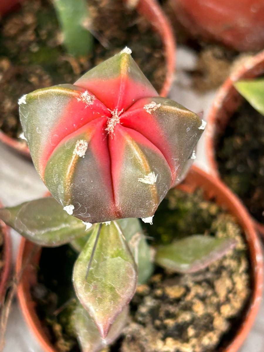 Astrophytum myriostigma 'Variegata' | Cactuses \ Astrophytum | Kaktusy ...