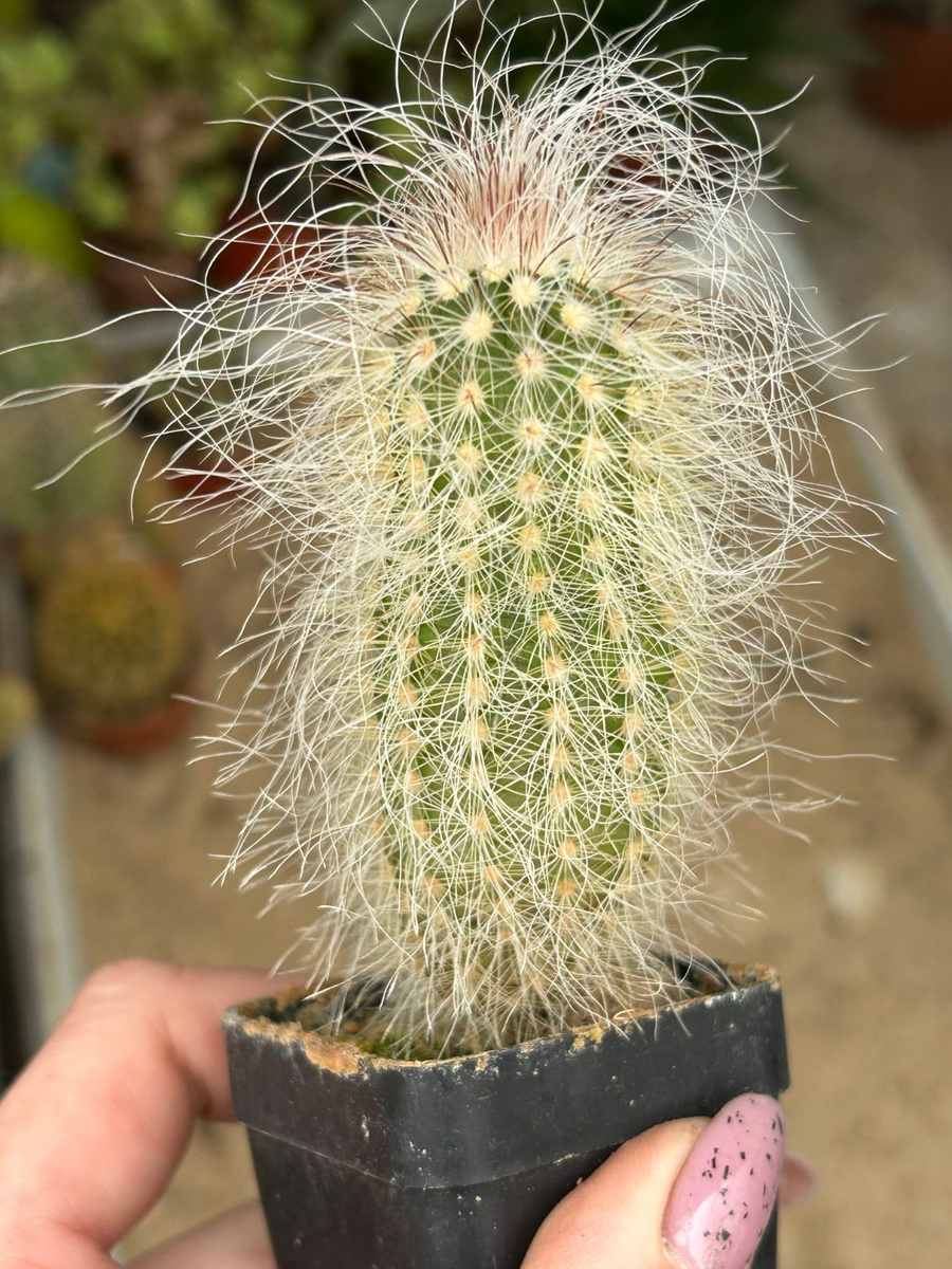 Echinocereus delaetii | Cactuses \ Echinocereus Frost-resistant ...