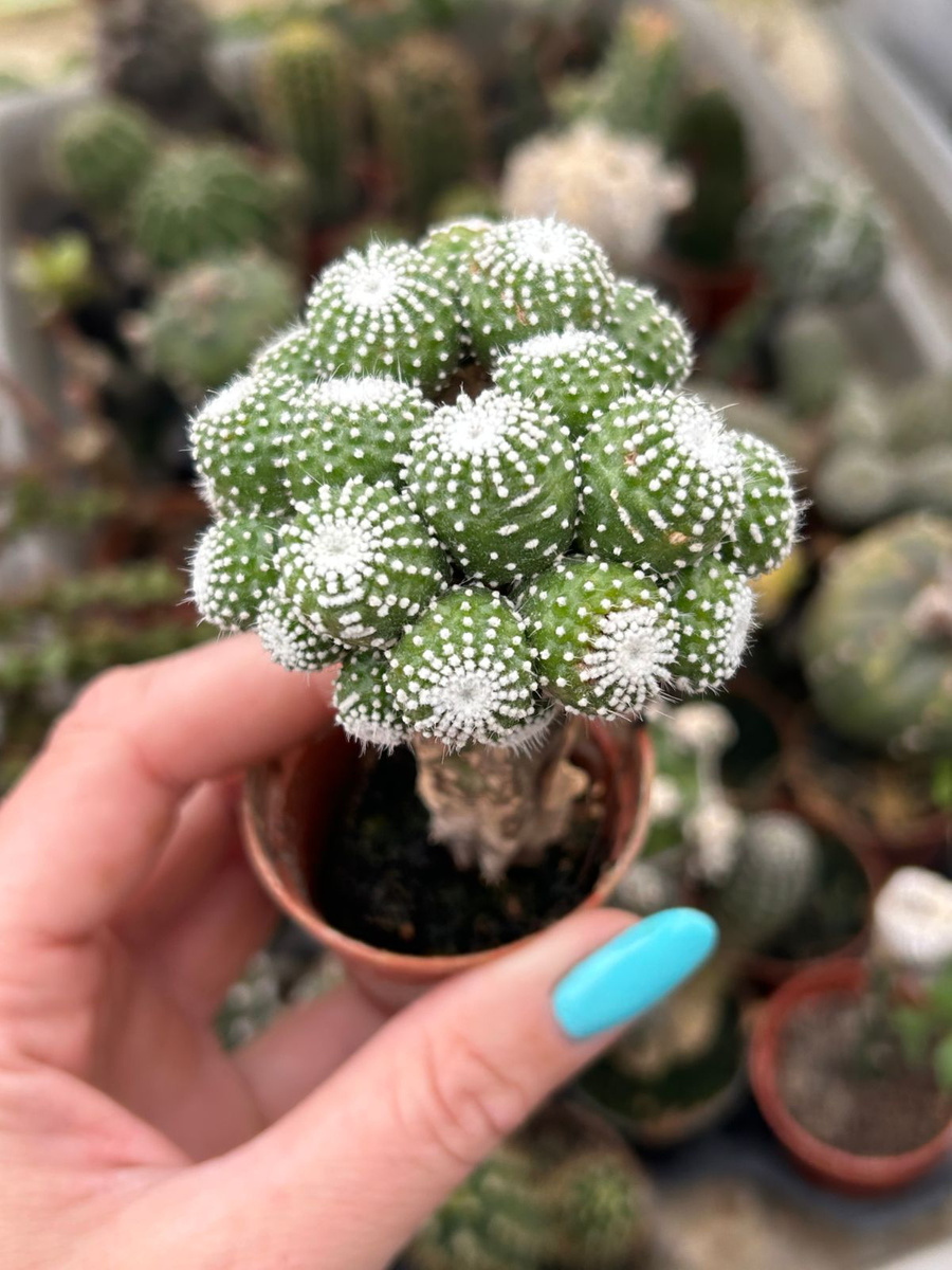 Notocactus scopa 'Inermis Albispina' | Mutants \ Notocactus | Kaktusy ...