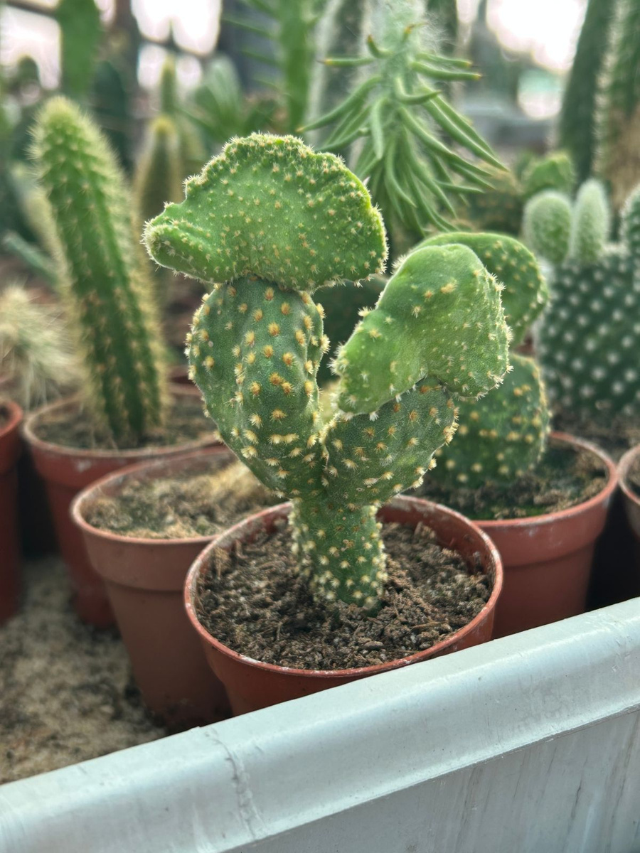 Opuntia microdasys v.aurantiaca 'Monstruosa' | Cactuses \ Opuntia | Kaktusy, sukulenty i inne ...