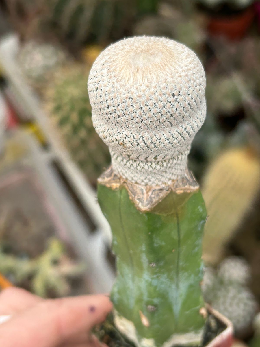 Epithelantha bokei Cuatrocienegas Coahuila, Mex. 29.105MK | Cactuses \ Epithelantha | Kaktusy ...