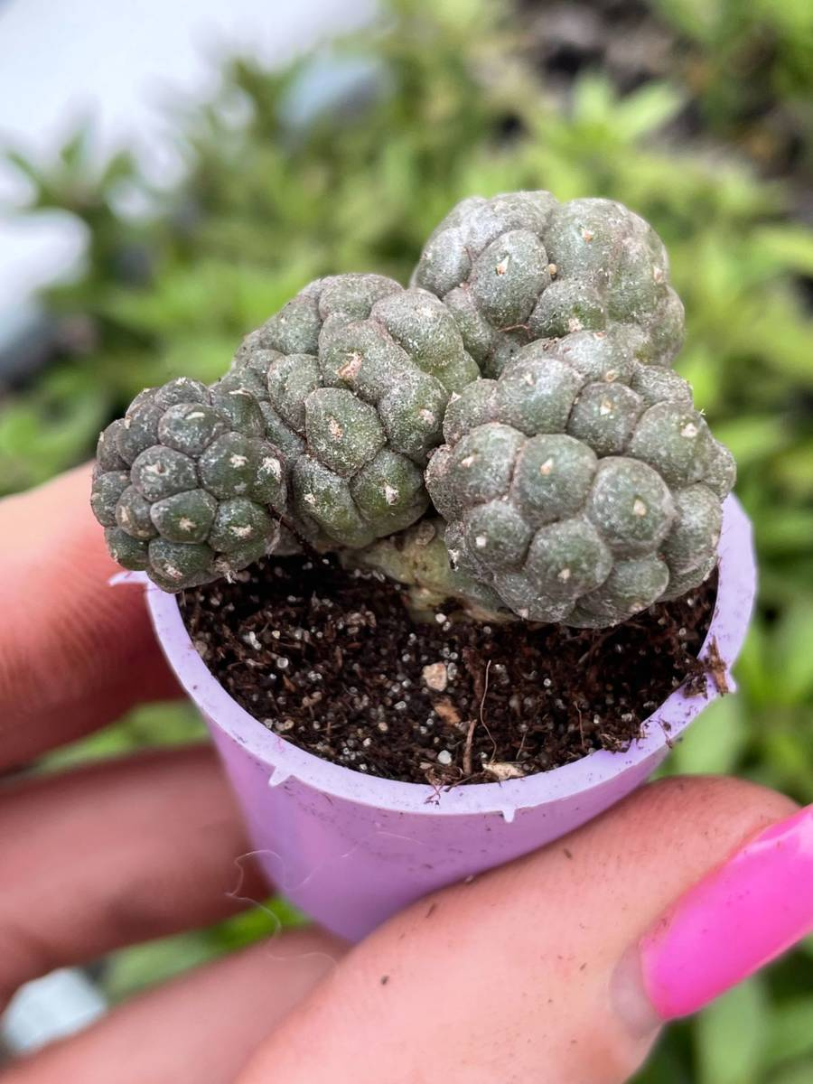 Puna bonnieae | Cactuses \ Puna | Kaktusy, sukulenty i inne rośliny ...