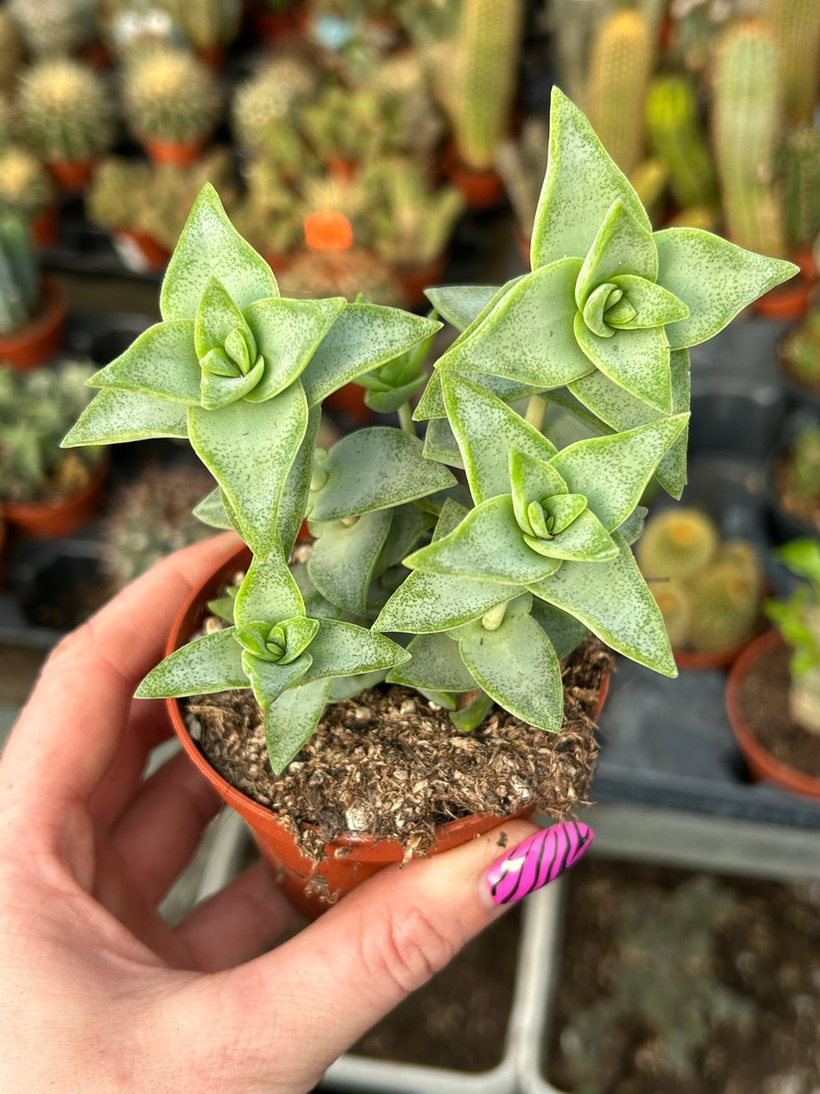 Crassula perforata 'Penhoek Pass' | Succulents \ Crassula | Kaktusy ...