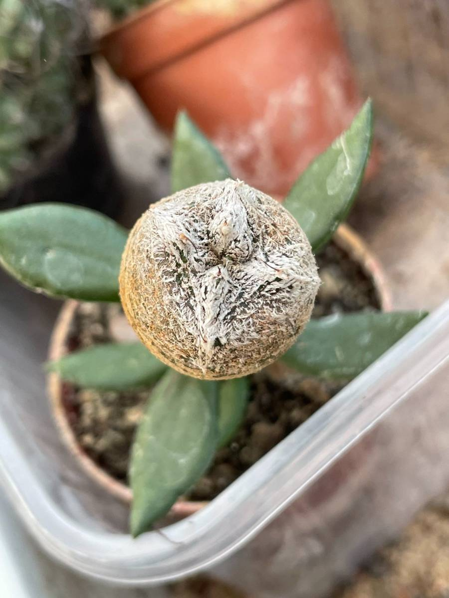 Asytrophytum myriostigma 'Onzuko Blind' | Cactuses \ Astrophytum ...