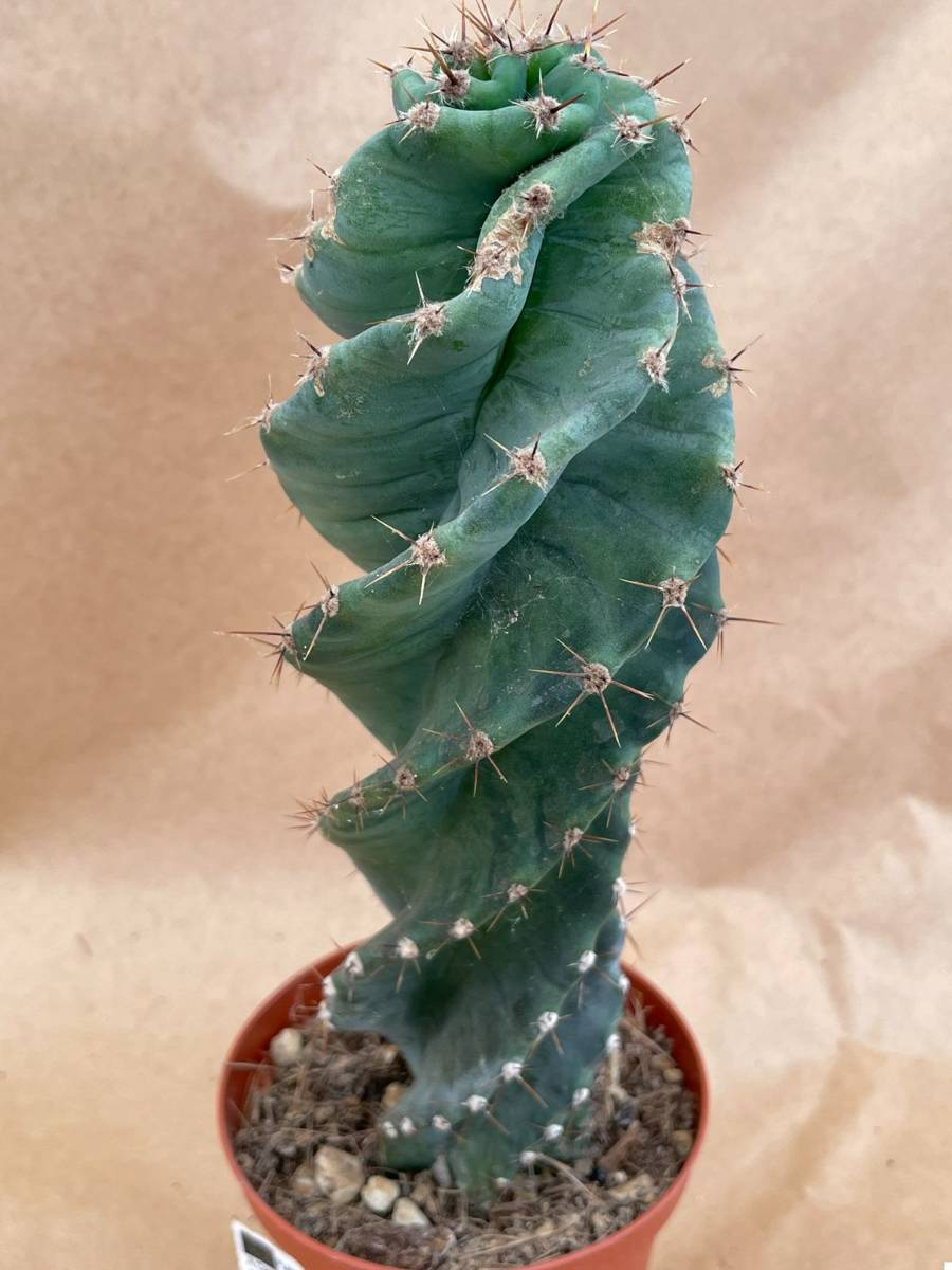 Cereus peruvianus 'Spiralis' | Cactuses \ Cereus | Kaktusy, sukulenty i inne rośliny - CandyCacti