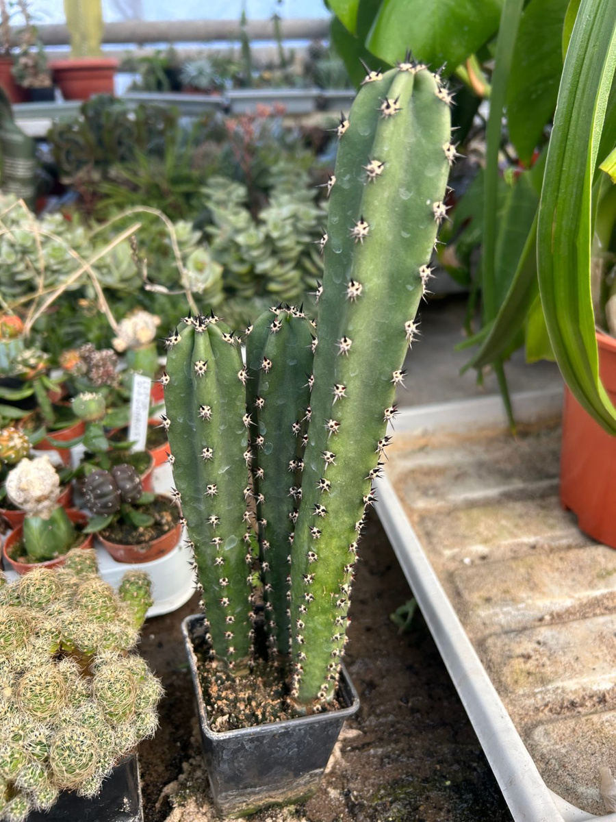 Eriocereus jusbertii x3 | Cactuses \ Eriocereus | Kaktusy, sukulenty i ...