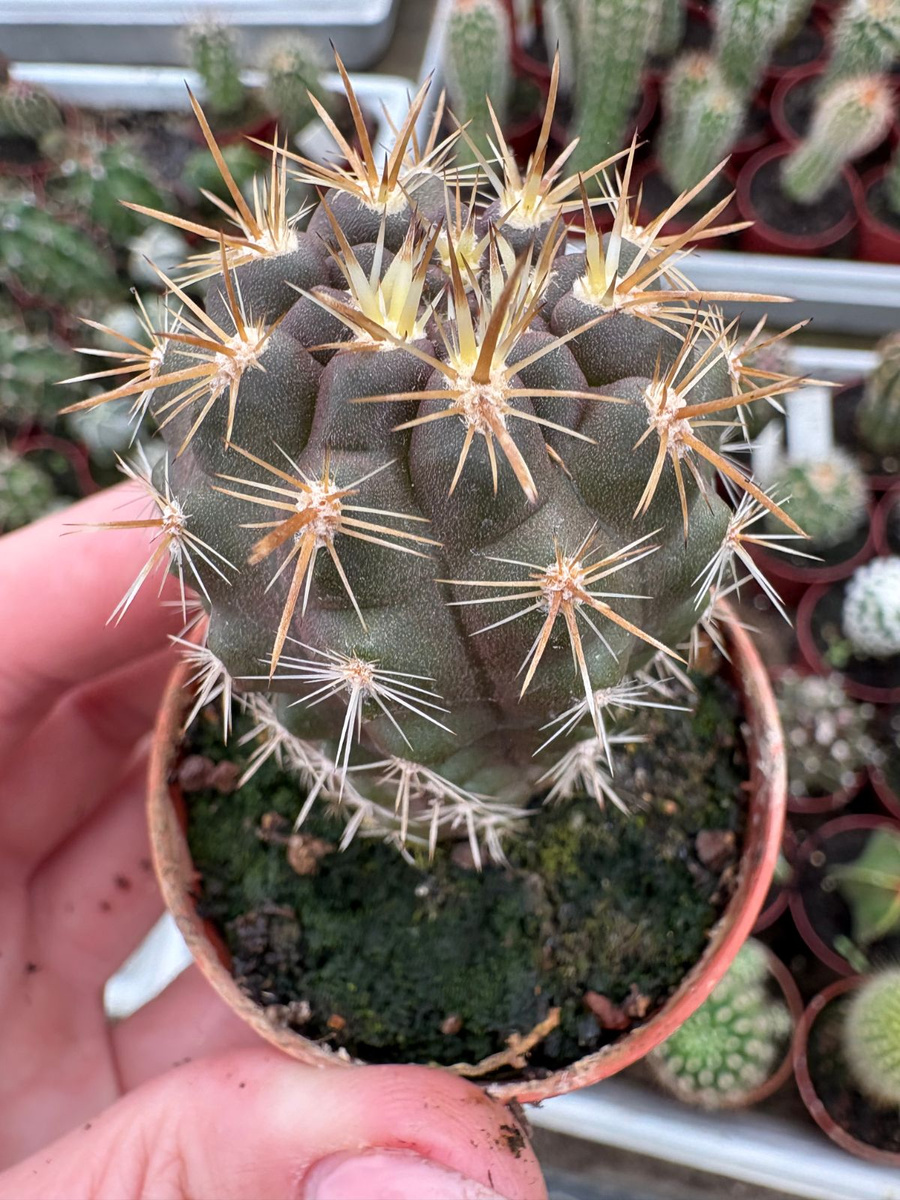 Horridocactus tuberisulcatus | Kaktusy \ Horridocactus | Kaktusy ...