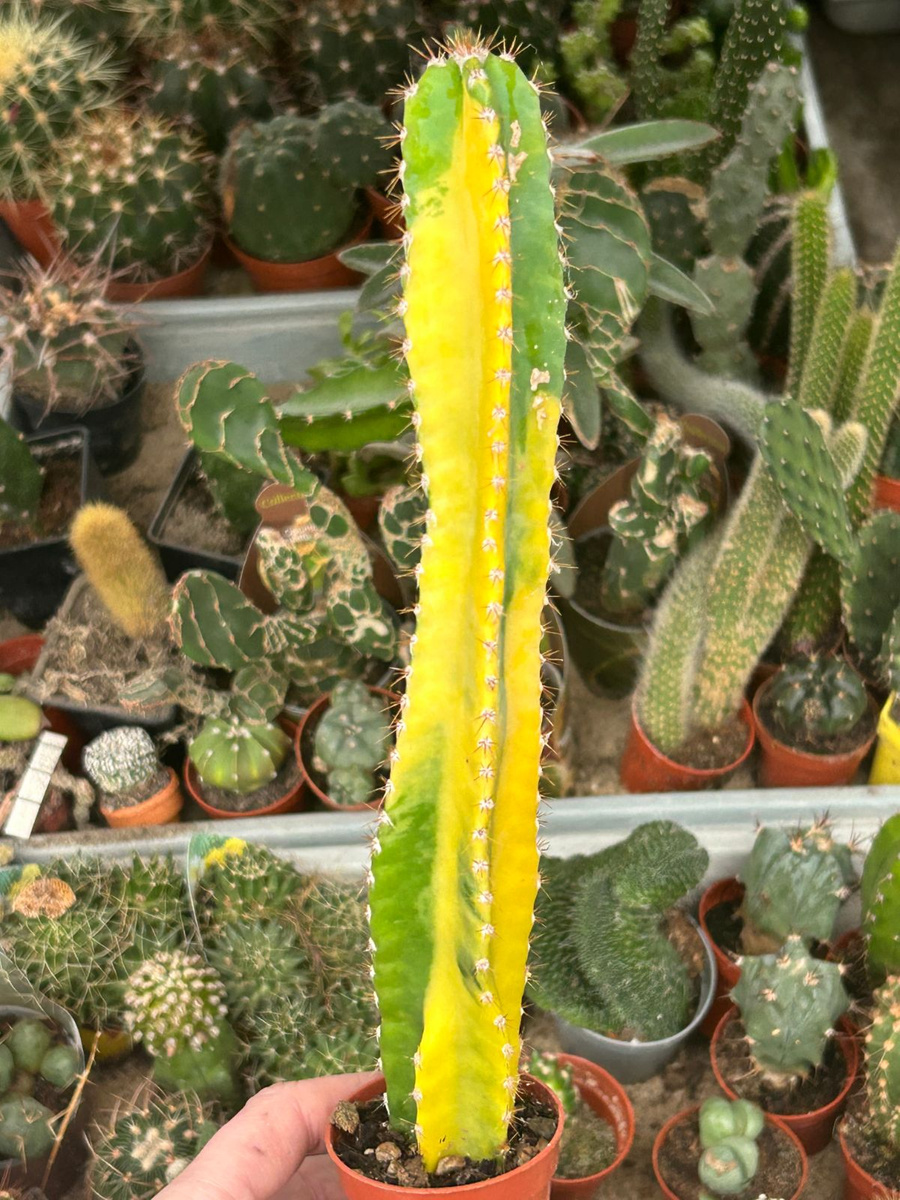Cereus peruvianus 'Variegata' | Cactuses \ Cereus | Kaktusy, sukulenty ...