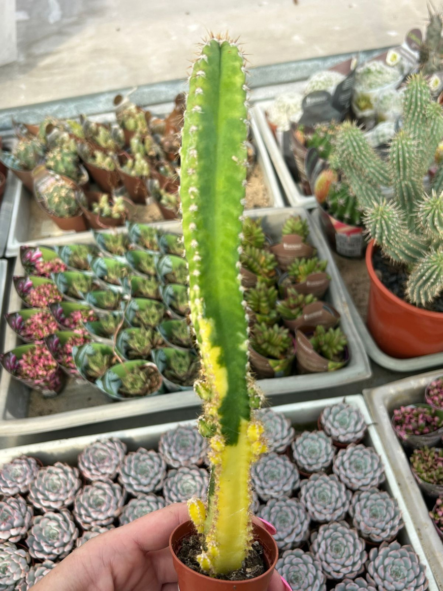 Cereus peruvianus 'Variegata' | Cactuses \ Cereus | Kaktusy, sukulenty ...