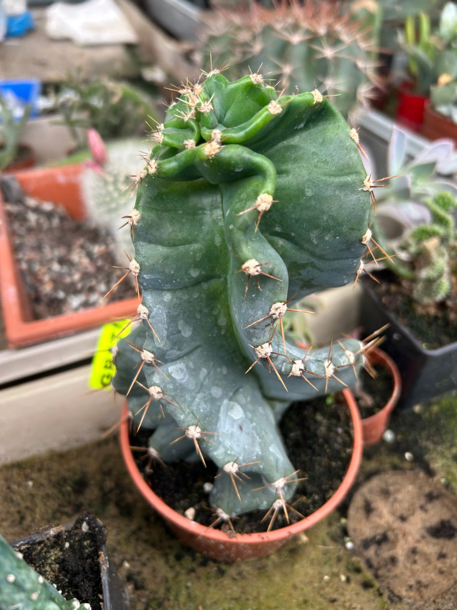 Cereus peruvianus 'Spiralis' | Cactuses \ Cereus | Kaktusy, sukulenty i inne rośliny - CandyCacti