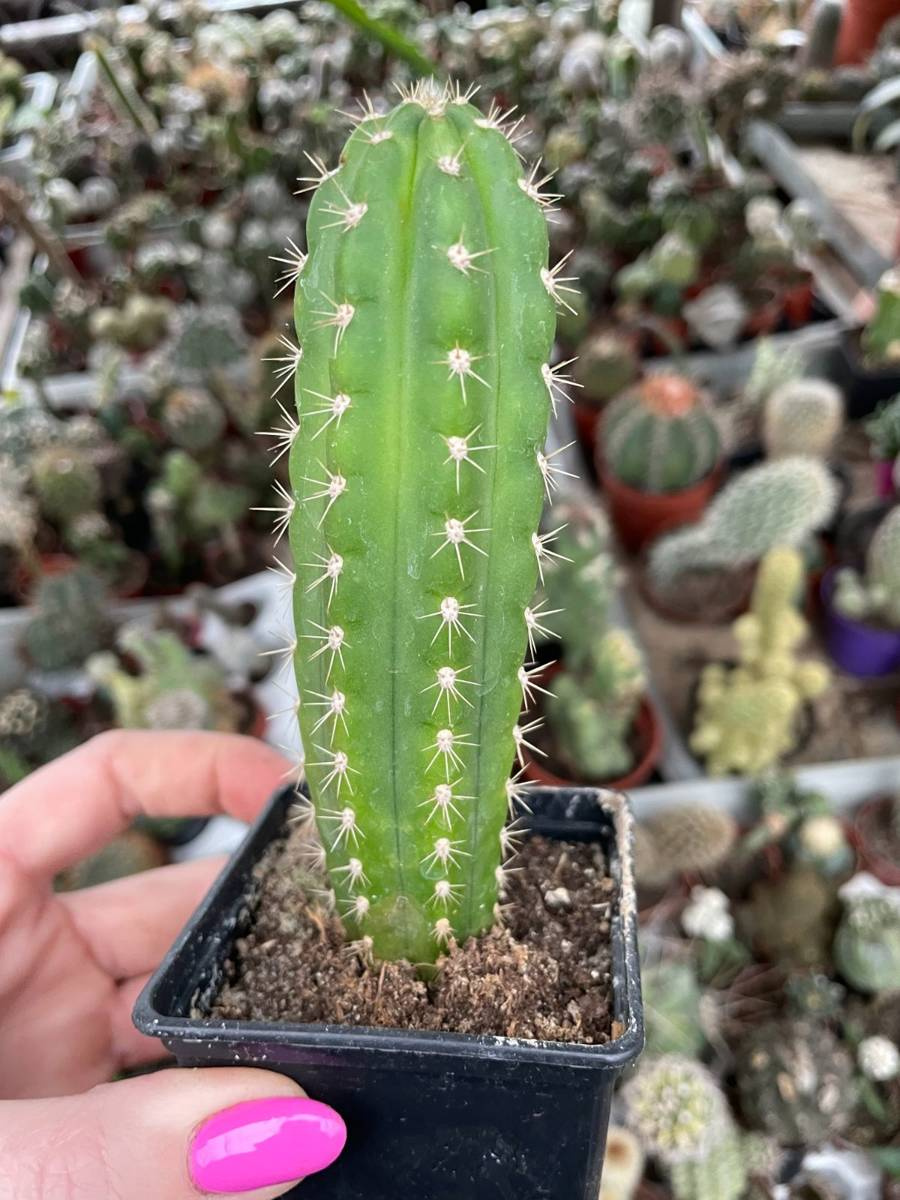 Roseocereus tephracanthus | Cactuses \ Roseocereus | Kaktusy, sukulenty ...