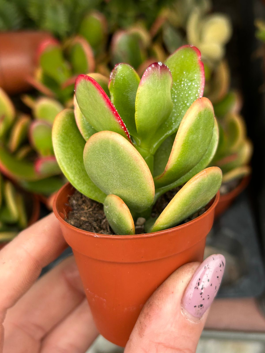 Crassula ovata 'Hummel's Sunset' Golden Jade Tree | Succulents ...