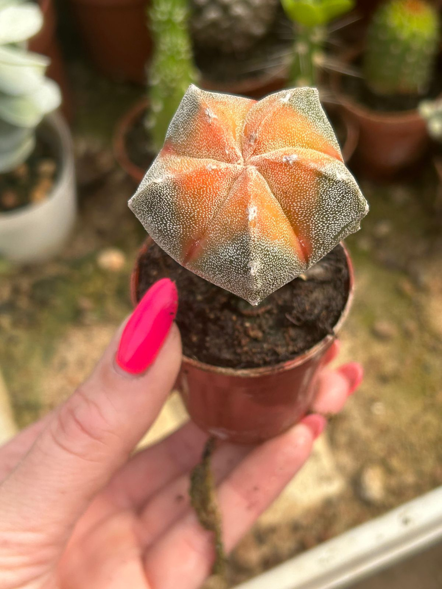 Astrophytum myriostigma 'Variegata' | Cactuses \ Astrophytum Mutants ...
