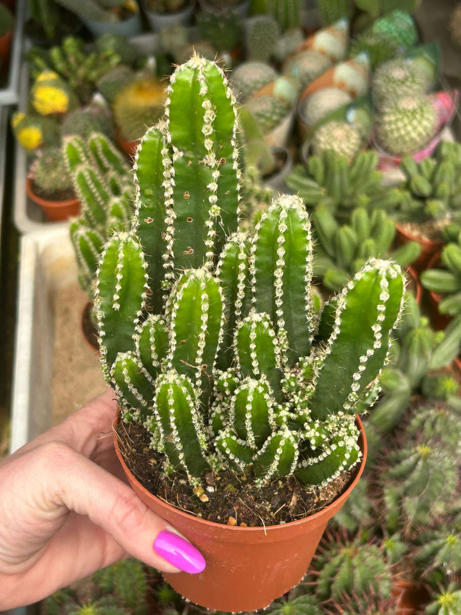 Cereus peruvianus 'Florida' | Cactuses \ Cereus | Kaktusy, sukulenty i inne rośliny - CandyCacti